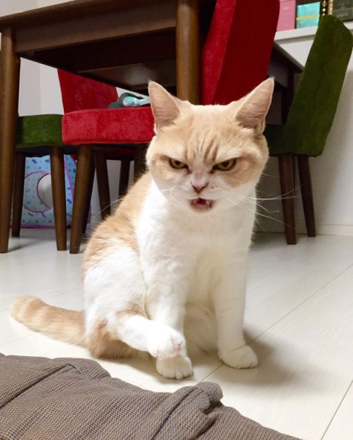 Koyuki le chat qui est plus grincheux que le Grumpy Cat - Petit Petit Gamin