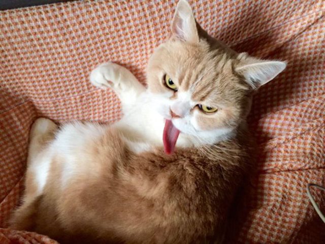 Koyuki le chat qui est plus grincheux que le Grumpy Cat - Petit Petit Gamin