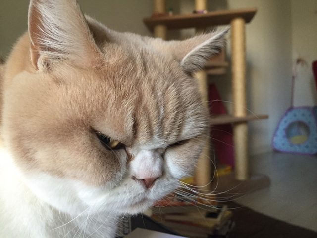 Koyuki le chat qui est plus grincheux que le Grumpy Cat - Petit Petit Gamin