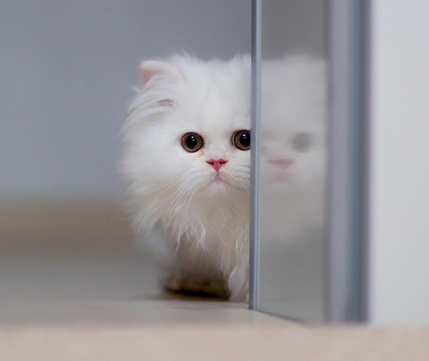 25 photos de chats qui sont trop cute - Petit Petit Gamin