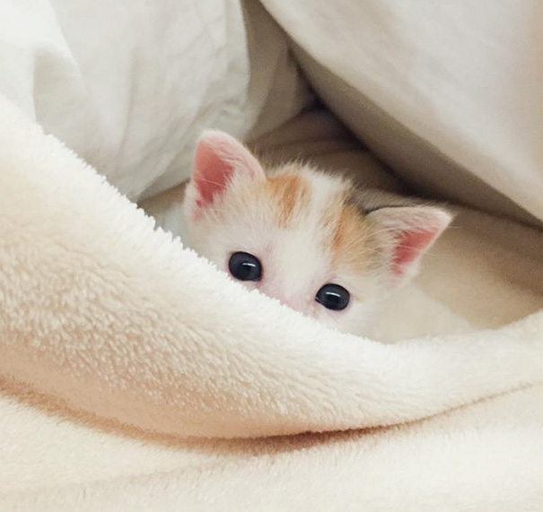 25 photos de chats qui sont trop cute - Petit Petit Gamin