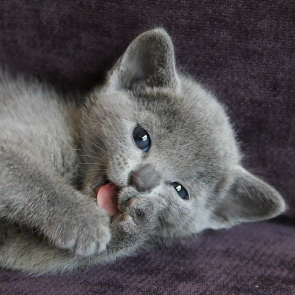 25 photos de chats qui sont trop cute - Petit Petit Gamin