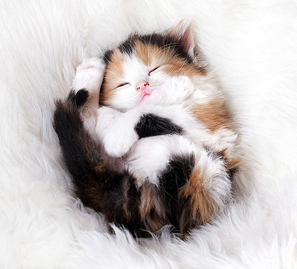 25 photos de chats qui sont trop cute - Petit Petit Gamin