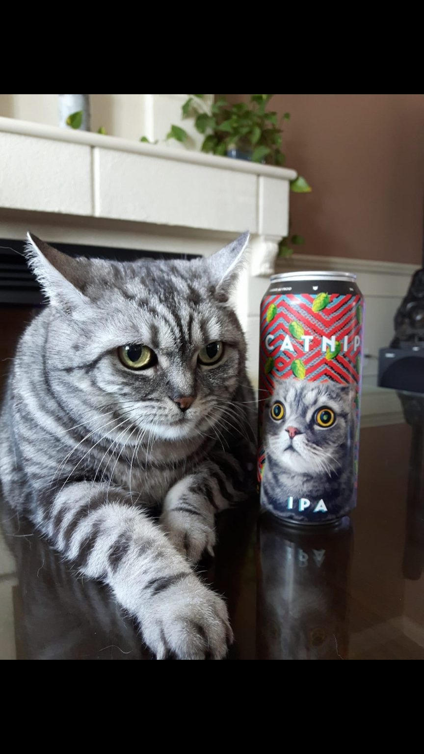 Des bières québécoises qui flashent pour les amoureux des chats - Petit ...