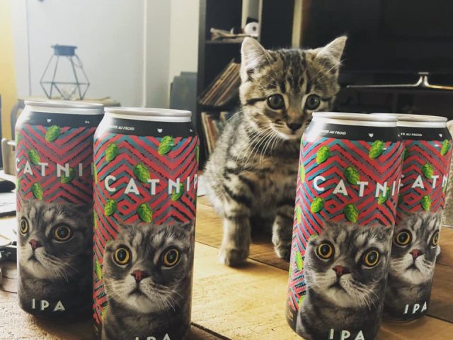 Des bières québécoises qui flashent pour les amoureux des chats - Petit ...